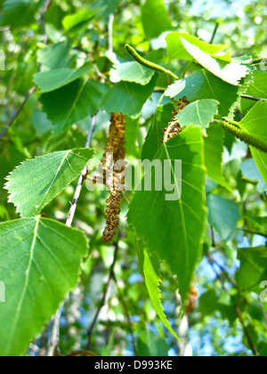 Young birch shoot Stock Photo - Alamy