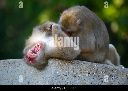 Japanese snowy monkeys (Macaca fuscata), back, testicles, little man ...