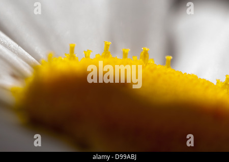 Macro Daisy in abstract composition Stock Photo - Alamy