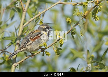 Dead Sea Sparrow (Passer moabiticus) is a cute sparrow species living ...