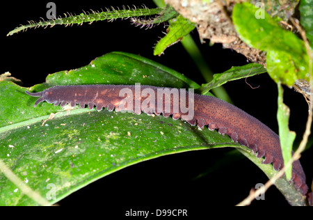 An Onychophoran (Peripatus or Velvet Worm) active at night in the ...