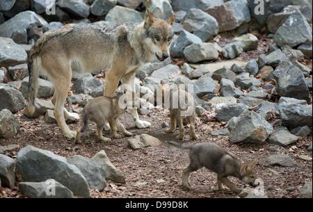 Wolf pups play with their father Welpi at the zoo in Osnabrueck ...