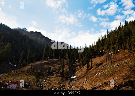Trees on mountain, Manali, Himachal Pradesh, India Stock Photo - Alamy