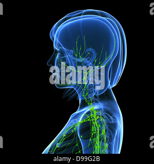 lymphatic system of female body anatomy in x-ray form Stock Photo - Alamy