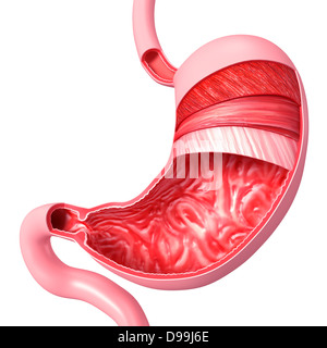 Anatomy of stomach cut section Stock Photo - Alamy