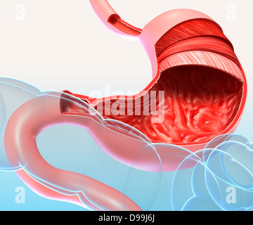 Anatomy of stomach cut section Stock Photo - Alamy