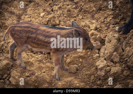 A wild boar raising farm near San Gimignano, Tuscany, Italy Stock Photo ...