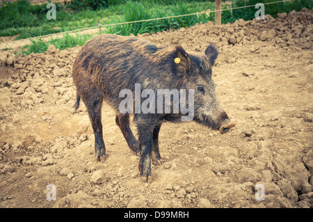 A wild boar raising farm near San Gimignano, Tuscany, Italy Stock Photo ...
