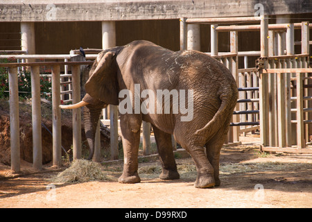 Elephant eating hay Stock Photo - Alamy