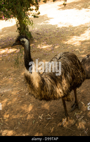 A head shot of ostrich in field Stock Photo - Alamy