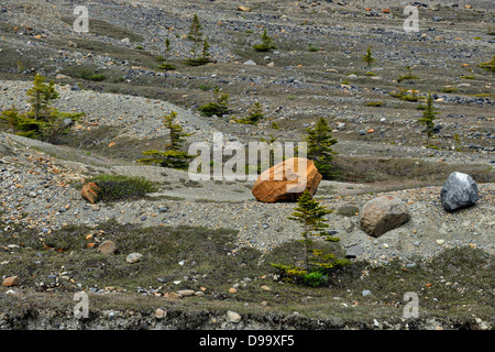 Glacial moraine gravel beds stunted trees and erratics near the ...