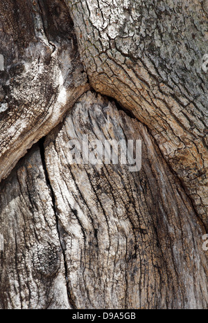 Close up of the bark of the Camphor tree, Cinnamomum camphora, also ...