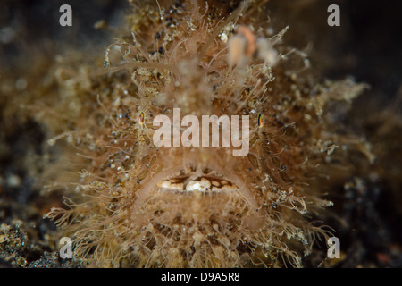 Striated frogfish (Antennarius striatus), also known as the hairy ...