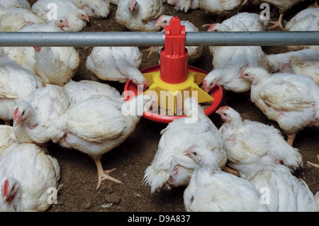 Chickens eating from a feeding trough in a chicken coop Photographed in ...