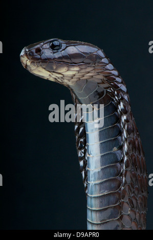 Portrait of Morrocan black cobra (Naja haje legionis) on white ...