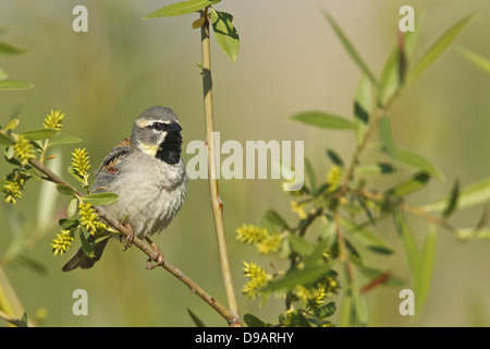 Dead Sea Sparrow (Passer moabiticus) is a cute sparrow species living ...