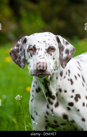 Adult dalmatian dog in nature Stock Photo - Alamy