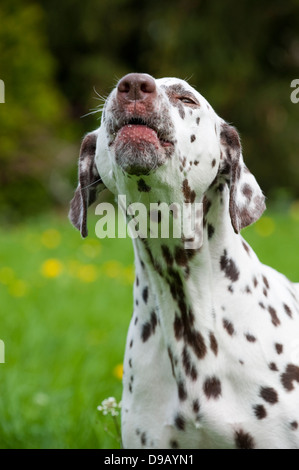Barking dalmatian dog in nature Stock Photo - Alamy