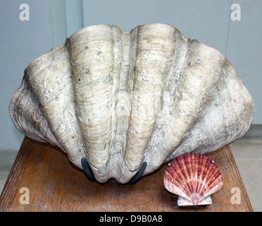 The Mollusc shell is typically an exoskeleton which encloses the animal ...
