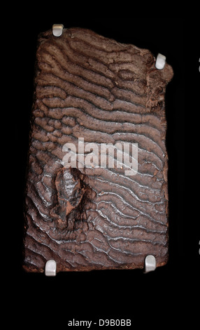 Ripple slab - a moment in time. These ripple marks were formed by waves ...