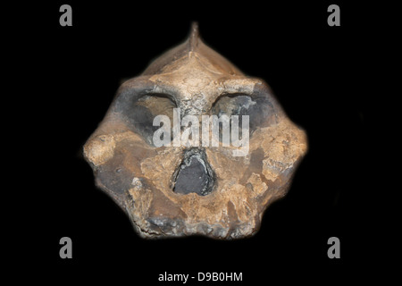 Evolutionary offshoot. This prominent ridge along the top of the skull ...