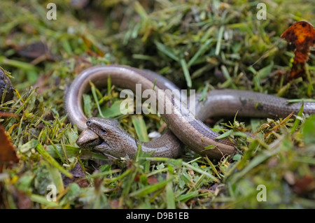 Close-up Of Head Of Male Slow-worm Anguis fragilis Taken in Cumbria, UK ...
