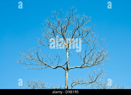 Shriveled tree In the empty Stock Photo - Alamy
