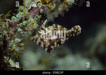 Whitebar Filefish Paramonacanthus choirocephalus Lembeh Straits ...