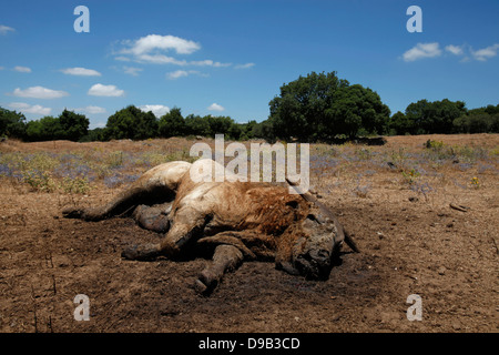 A corpse of a dead water buffalo in the Golan Heights northern Israel ...