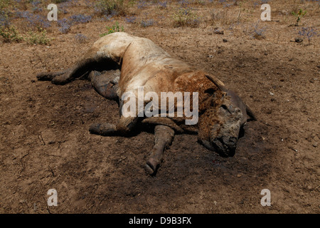 A corpse of a dead water buffalo in the Golan Heights northern Israel ...