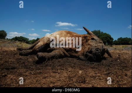 A corpse of a dead water buffalo in the Golan Heights northern Israel ...
