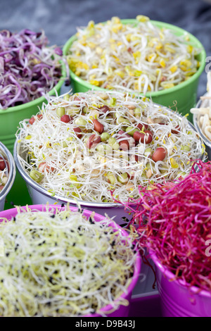 Mixed sprouts in container, close up Stock Photo - Alamy