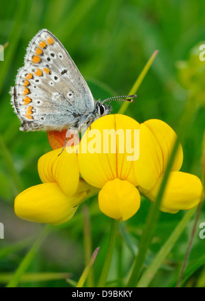 Brown Argus butterfly on Birdsfoot Trefoil. Hurst Meadows, West Molesey ...