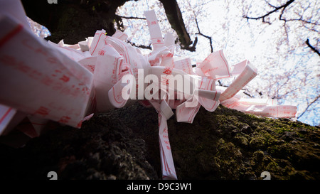 Omikuji Tied to a Cherry Tree Trunk at Yasukuni Shrine Stock Photo - Alamy