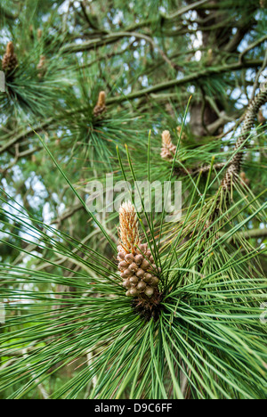 Pine tree flower seed pods with long lime green leaves Stock Photo - Alamy