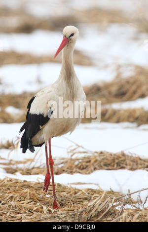 White Stork (Ciconia ciconia) in snow, april. Europe Stock Photo - Alamy