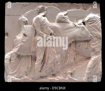 Bulls being driven to sacrifice, depicted in part of the Parthenon ...