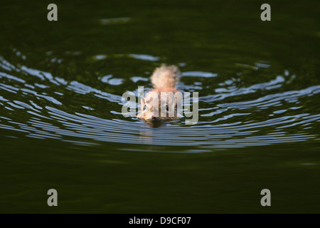 Eastern Chipmunk (Tamias striatus) swimming in a small lake in Doodle ...