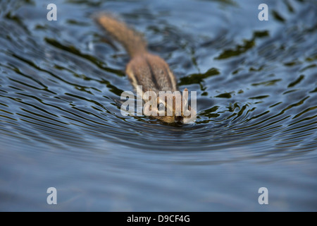Eastern Chipmunk (Tamias striatus) swimming in a small lake in Doodle ...