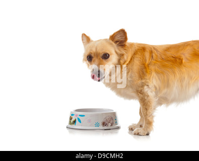 Spitz dog eating on white background Stock Photo - Alamy