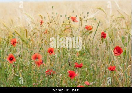 France, Poppies in corn field Stock Photo - Alamy