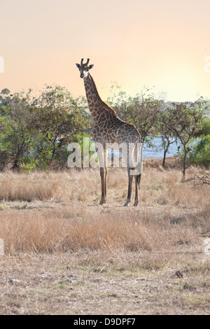 Safari wildlife, Stellenbosch, South Africa Stock Photo - Alamy