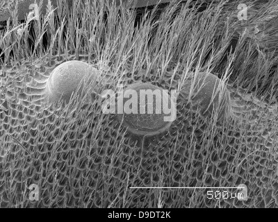 Bee eye, SEM Stock Photo - Alamy