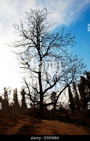 Trees on a hill, Manali, Himachal Pradesh, India Stock Photo - Alamy
