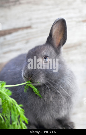 Cute fluffy rabbit eating carrot outdoors Stock Photo - Alamy