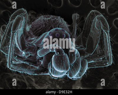 Scanning Electron Microscope image of a Spider (12 x magnification ...