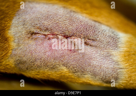 Dog's leg - Post operation glued incision Stock Photo - Alamy
