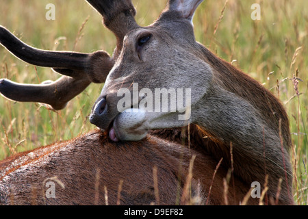 Close-up on the head and antlers of a red deer stag (Cervus elaphus ...