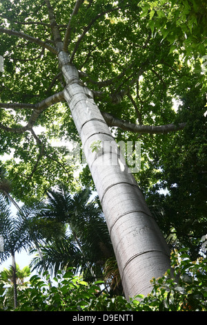 Giant Quipo tree in Foster Botanical Garden Honolulu Oahu Hawaii Stock ...
