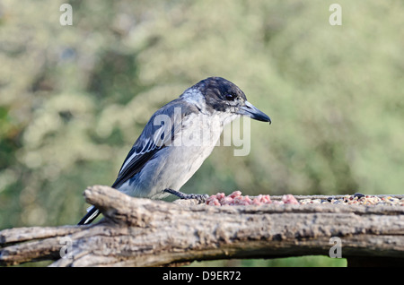 Wild grey butcherbird (Cracticus torquatus) perched on a weathered ...